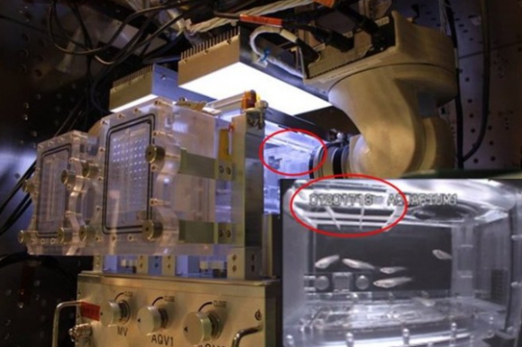 Fish in Space: Space Station Gets an Aquarium